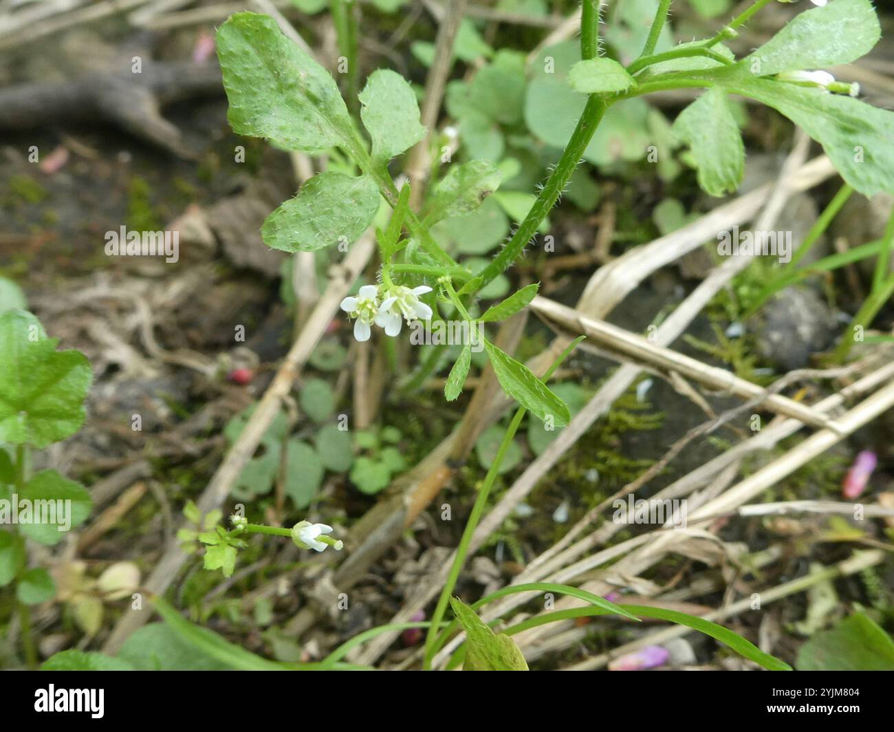 wavy bittercress (Cardamine flexuosa Stock Photo - Alamy