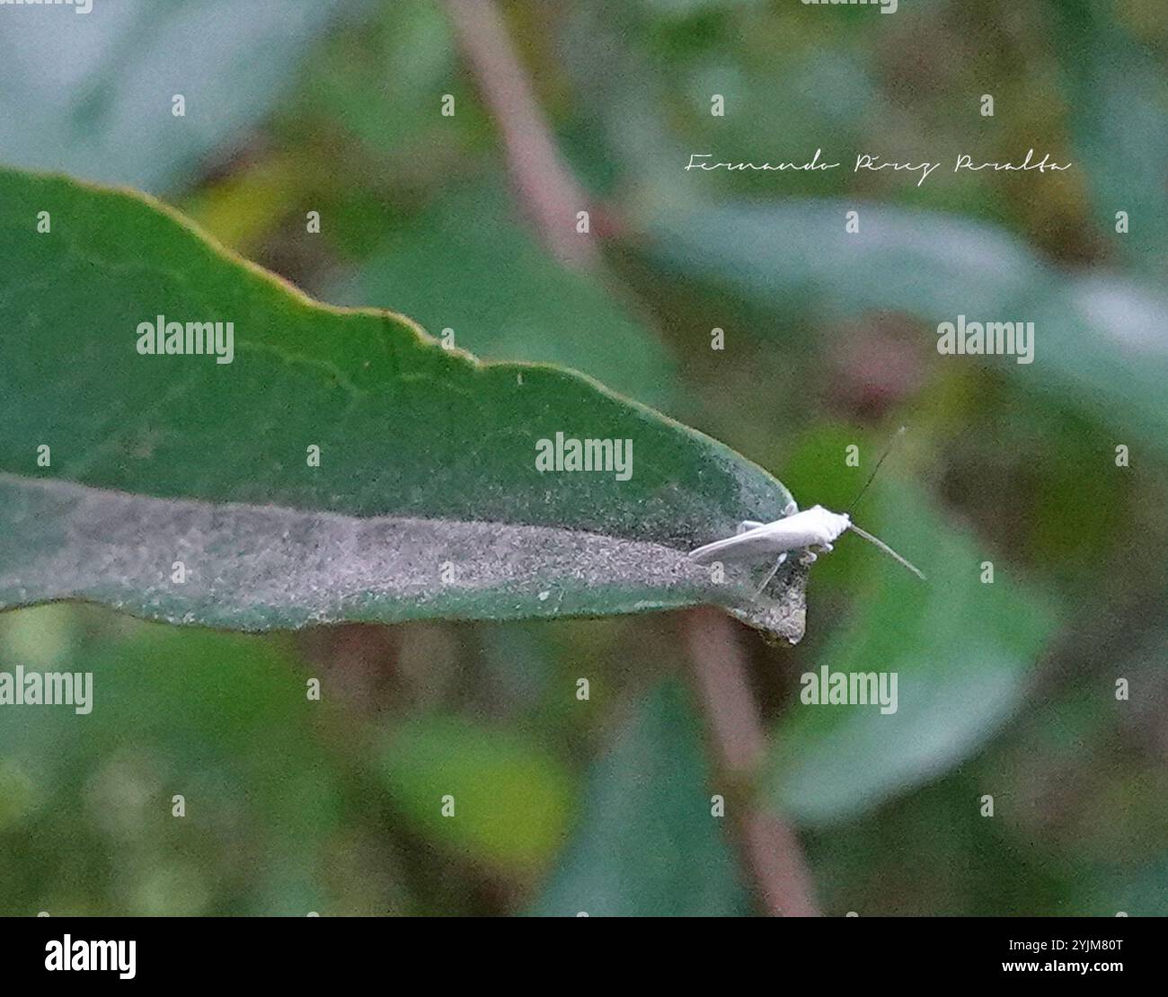 Dusty-winged Lacewings (Coniopterygidae Stock Photo - Alamy
