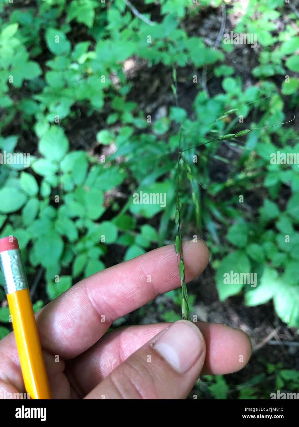black-fruit mountain-ricegrass (Patis racemosa Stock Photo - Alamy