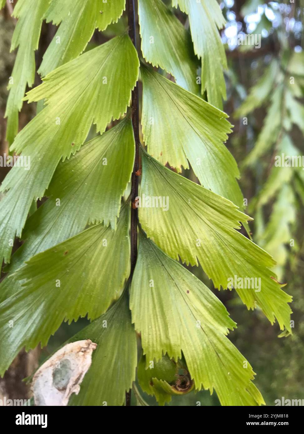 Mare's Tail Fern (Asplenium polyodon Stock Photo - Alamy