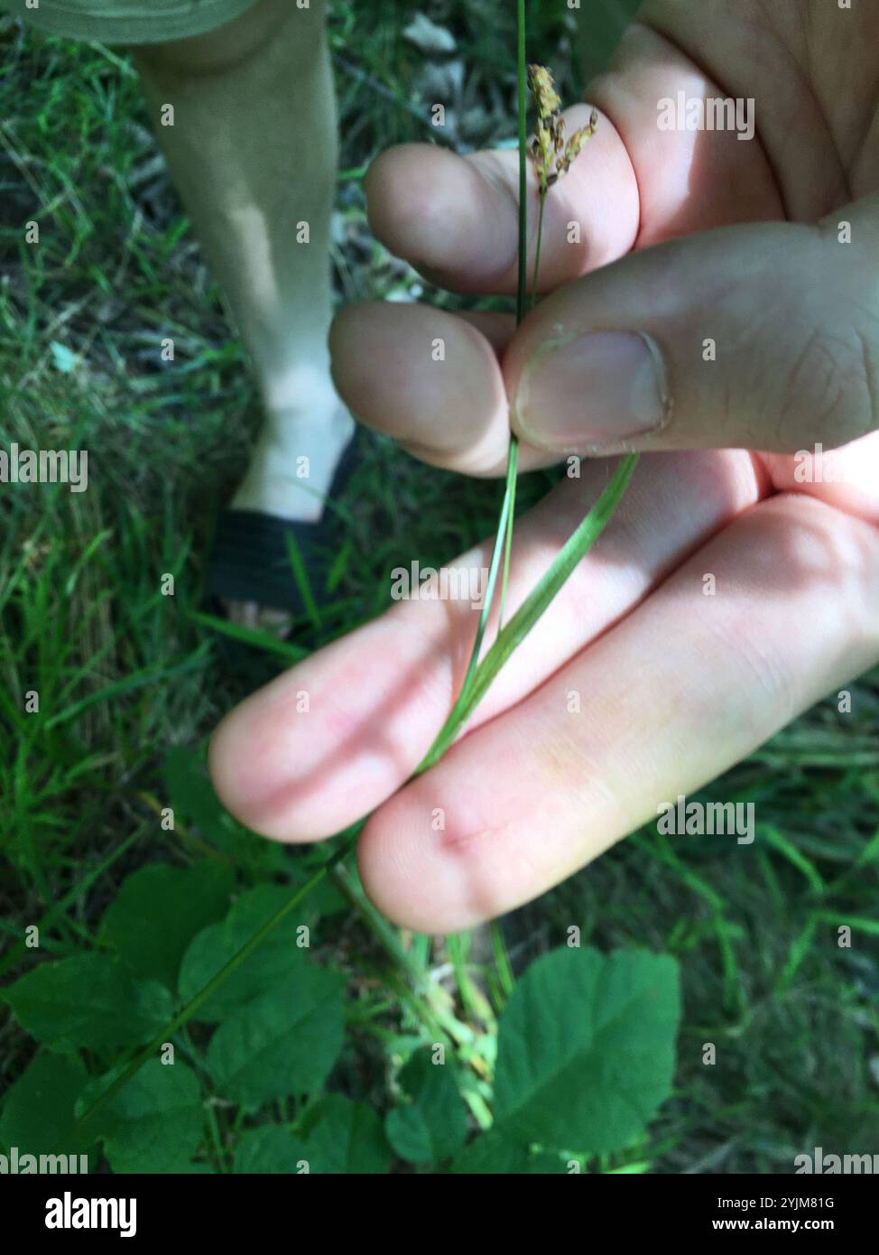 graceful sedge (Carex gracillima Stock Photo - Alamy