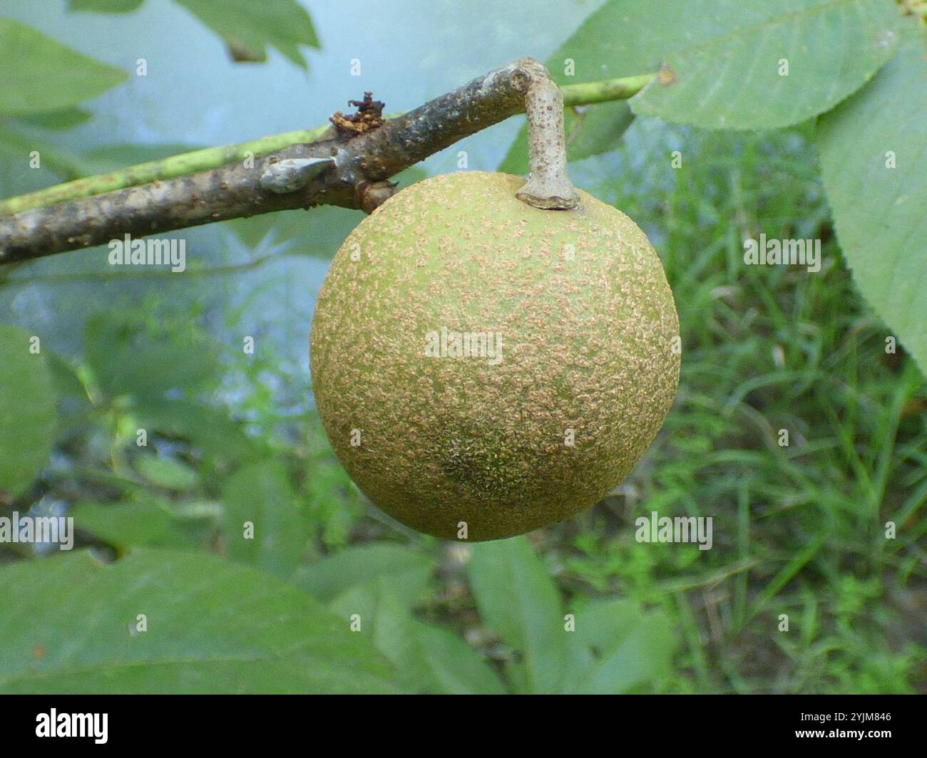 painted buckeye (Aesculus sylvatica Stock Photo - Alamy