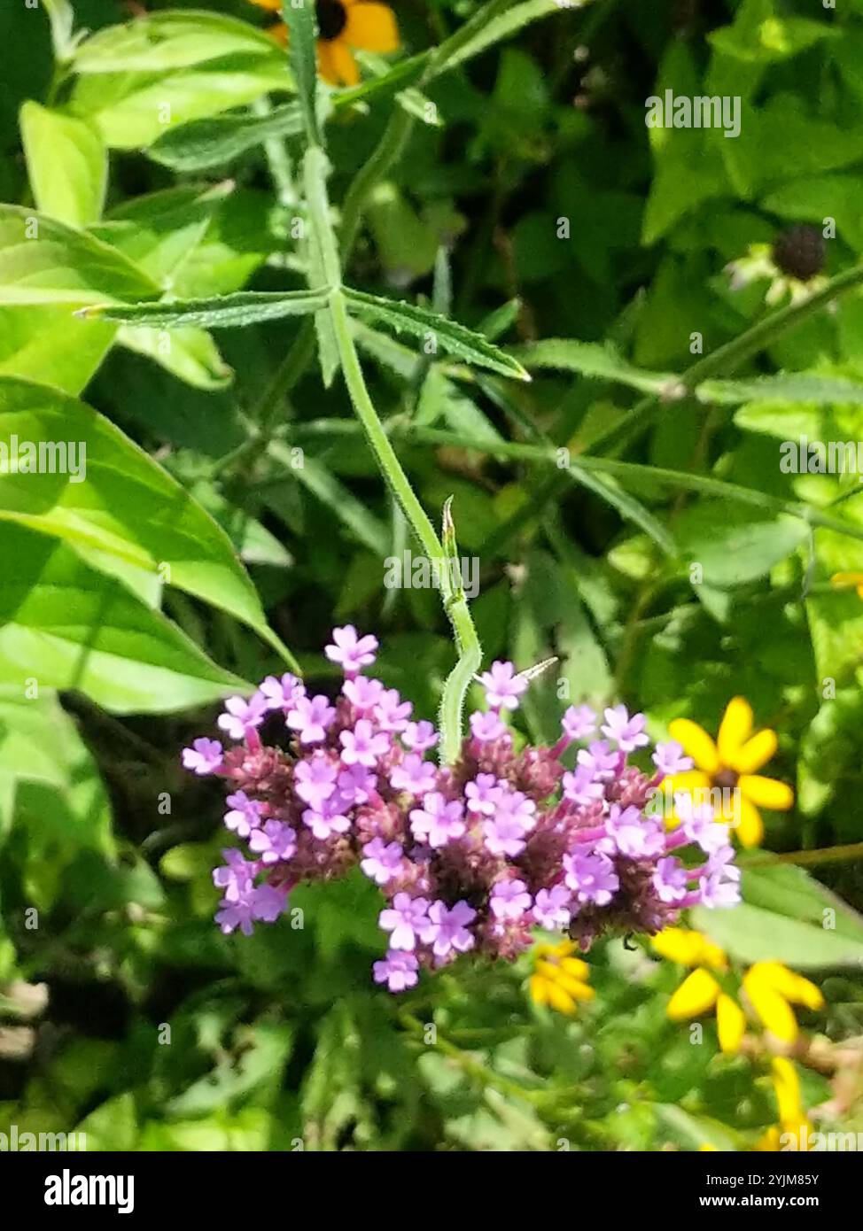 purpletop vervain (Verbena bonariensis Stock Photo - Alamy