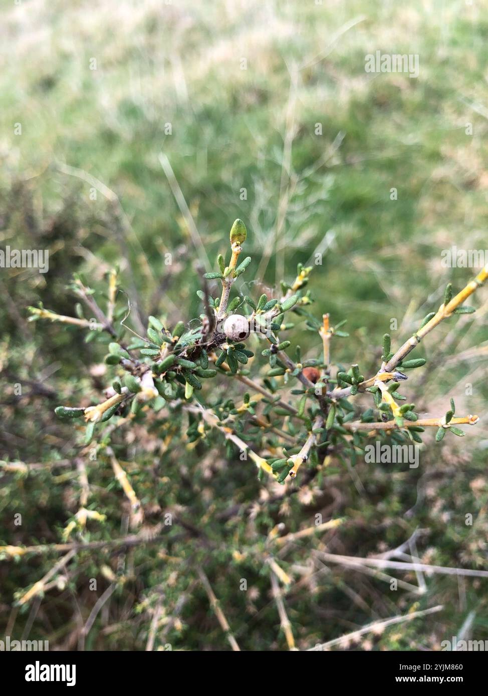 Coastal tree daisy (Olearia solandri Stock Photo - Alamy