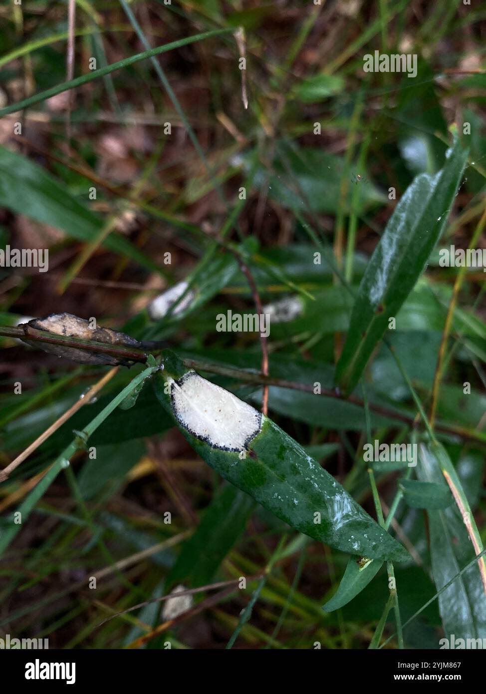 Carbonifera goldenrod gall midge (Asteromyia carbonifera Stock Photo ...