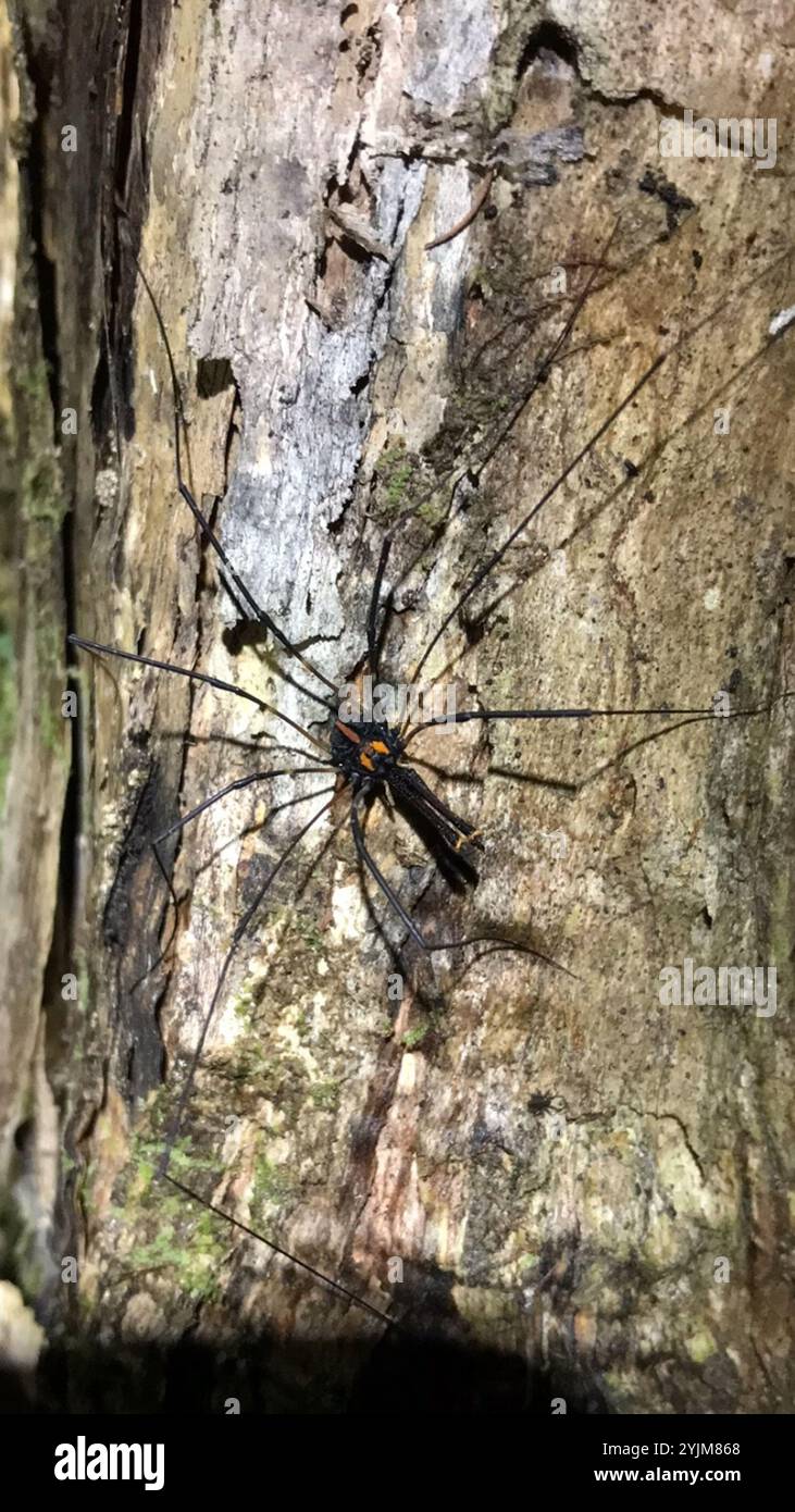 Pureora hi-res stock photography and images - Alamy