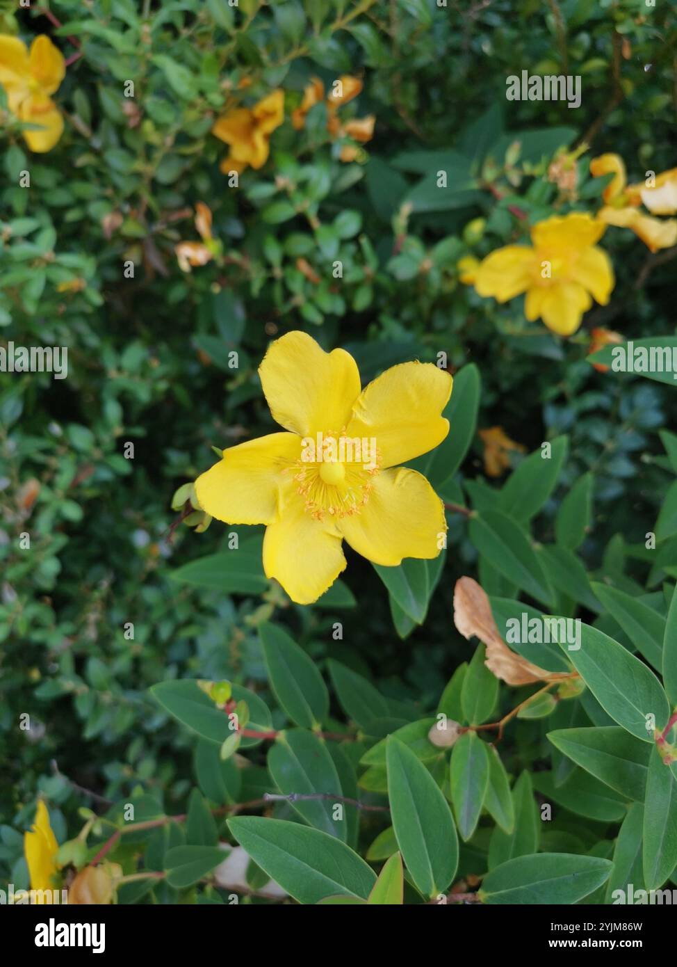 Rose-of-sharon (Hypericum calycinum Stock Photo - Alamy