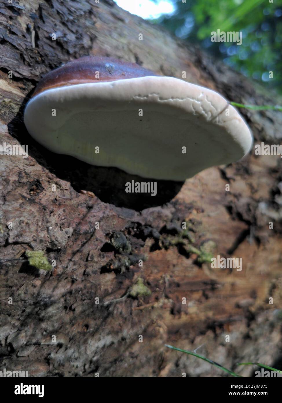 Red-banded Conks (Fomitopsis pinicola Stock Photo - Alamy