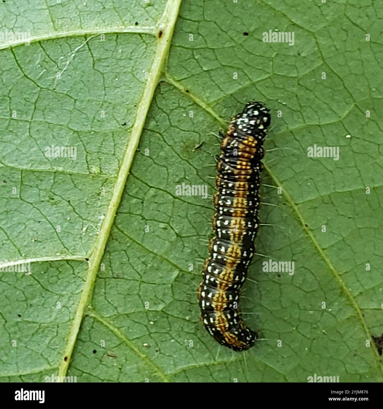Pawpaw Webworm Moth (Omphalocera munroei Stock Photo - Alamy