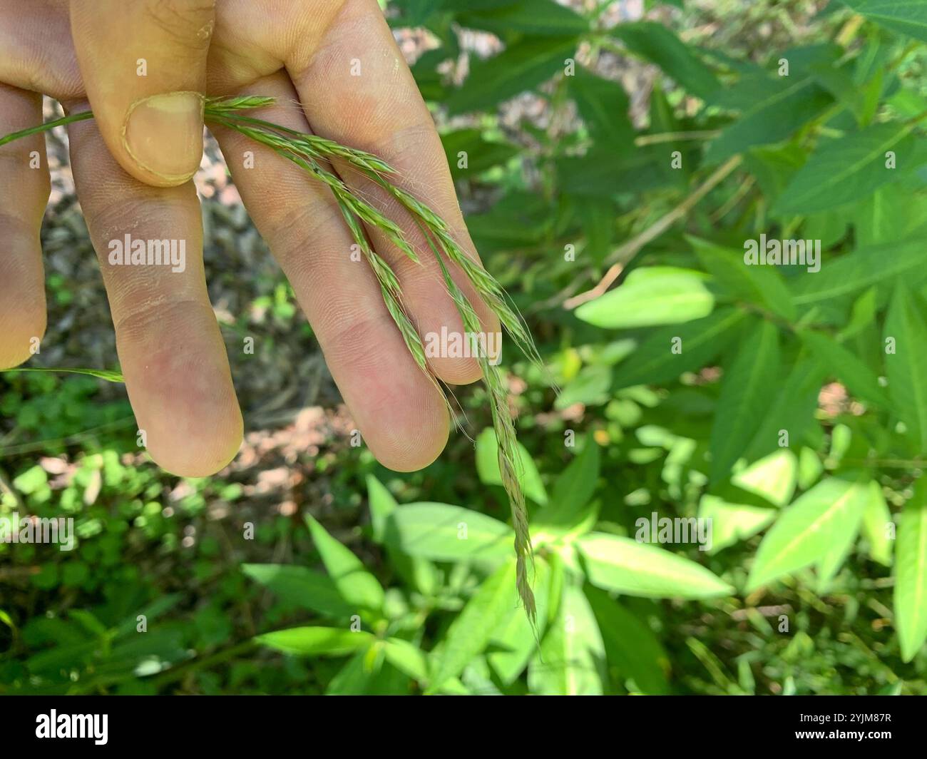 Giant Fescue (Lolium giganteum Stock Photo - Alamy
