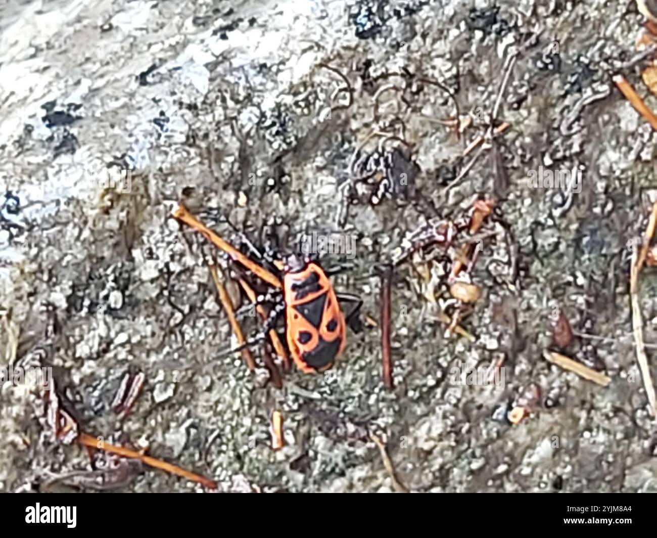 European Firebug (Pyrrhocoris apterus Stock Photo - Alamy European Firebug (Pyrrhocoris apterus Stock Photo - Alamy