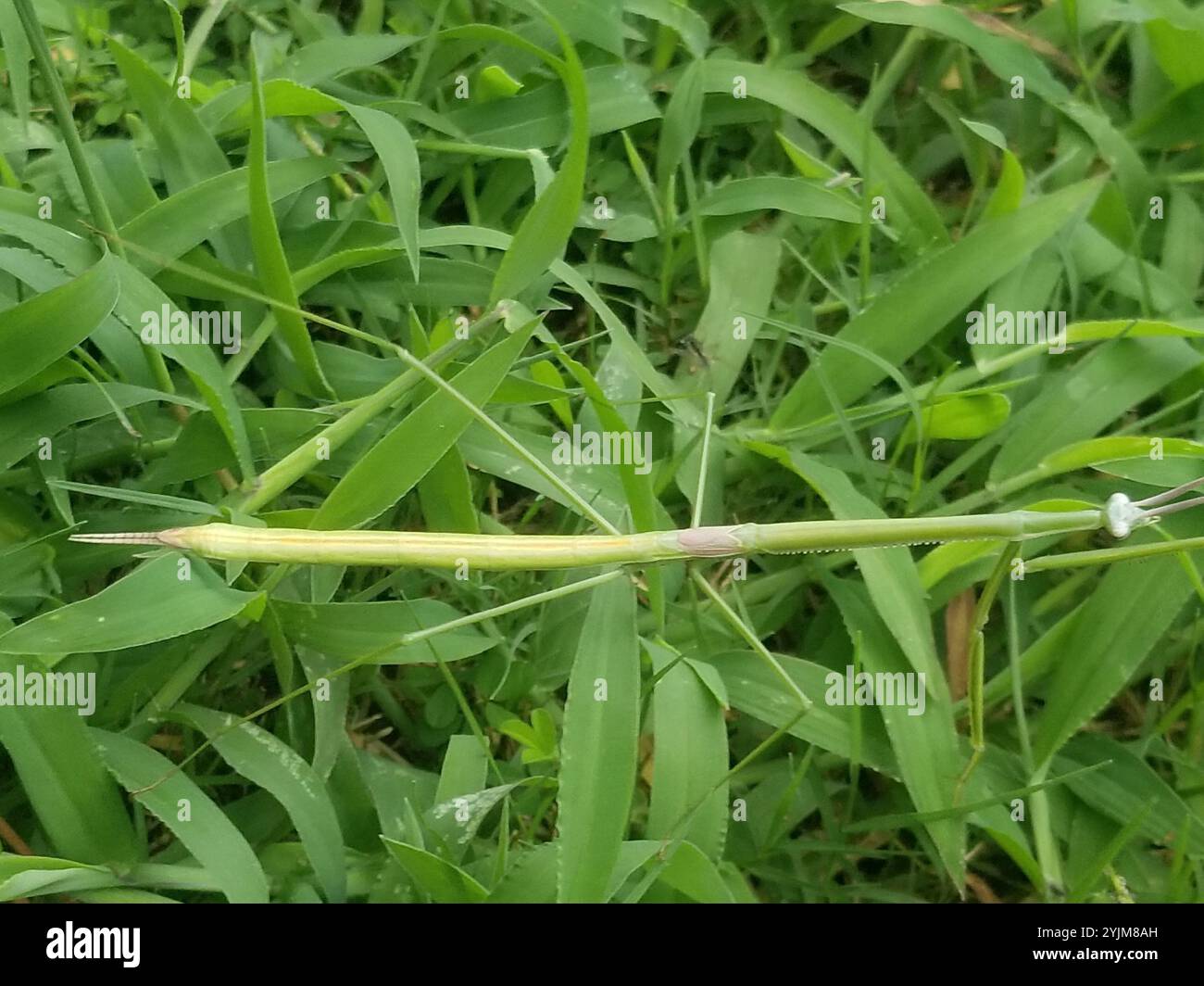 Northern Grass Mantis (Brunneria borealis Stock Photo - Alamy