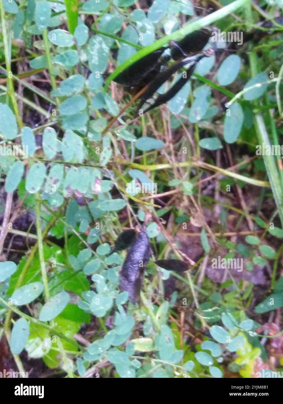 Wood Vetch (Vicia sylvatica Stock Photo - Alamy