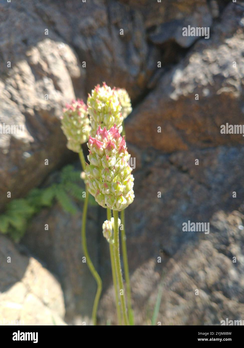 western false asphodel (Triantha occidentalis Stock Photo - Alamy