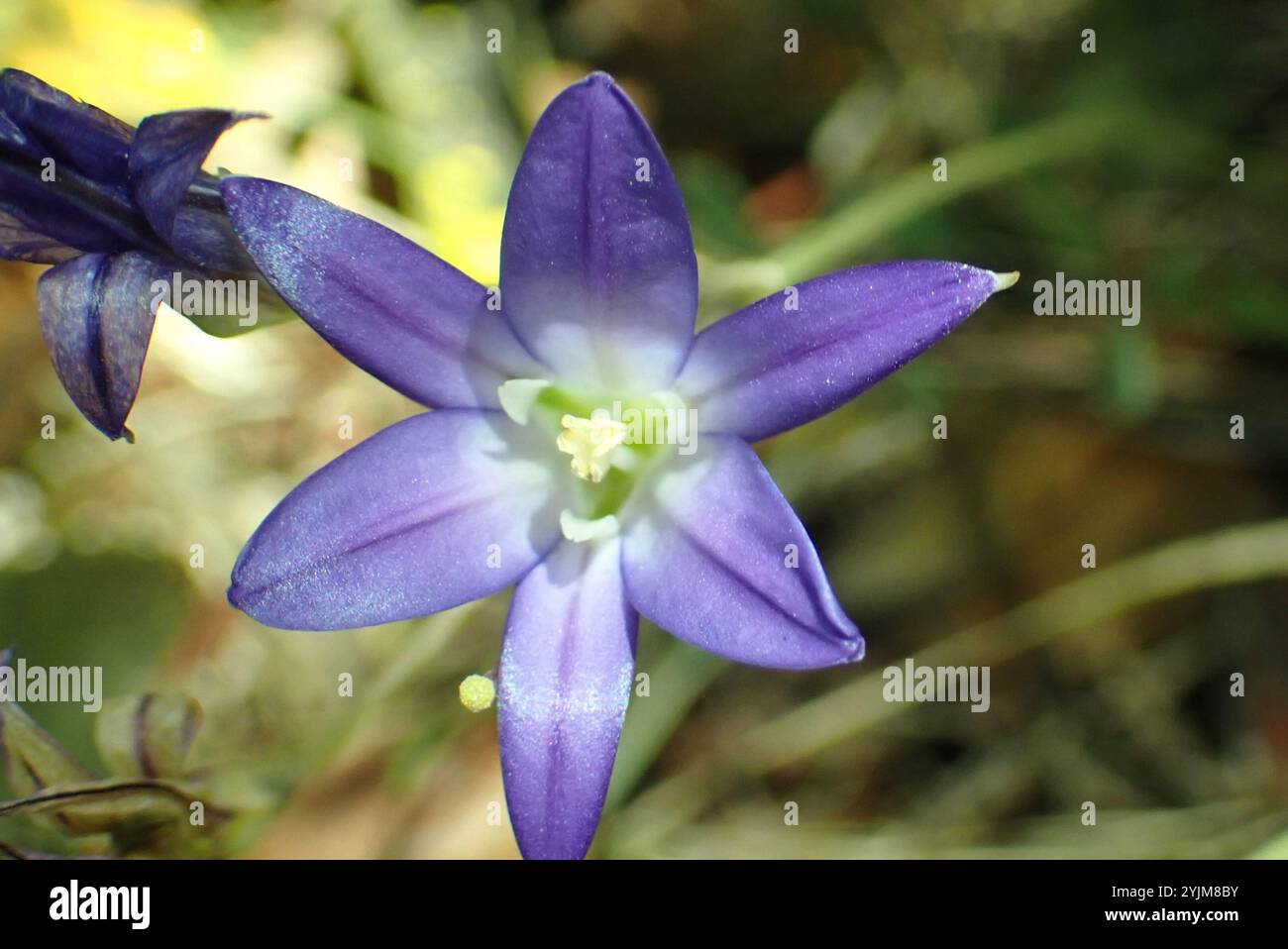 Dwarf Brodiaea (Brodiaea terrestris Stock Photo - Alamy