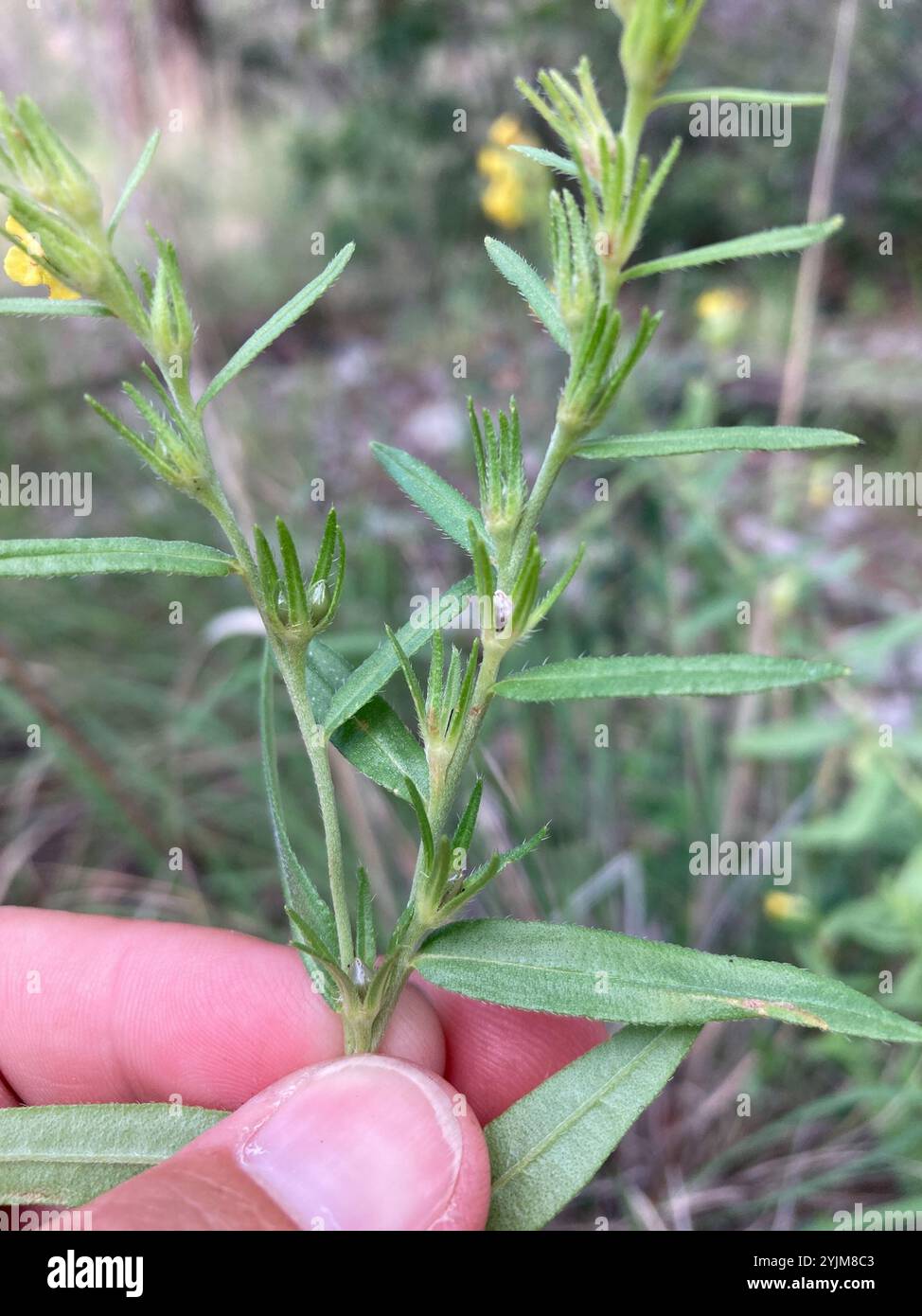 manyflowered gromwell (Lithospermum multiflorum Stock Photo - Alamy