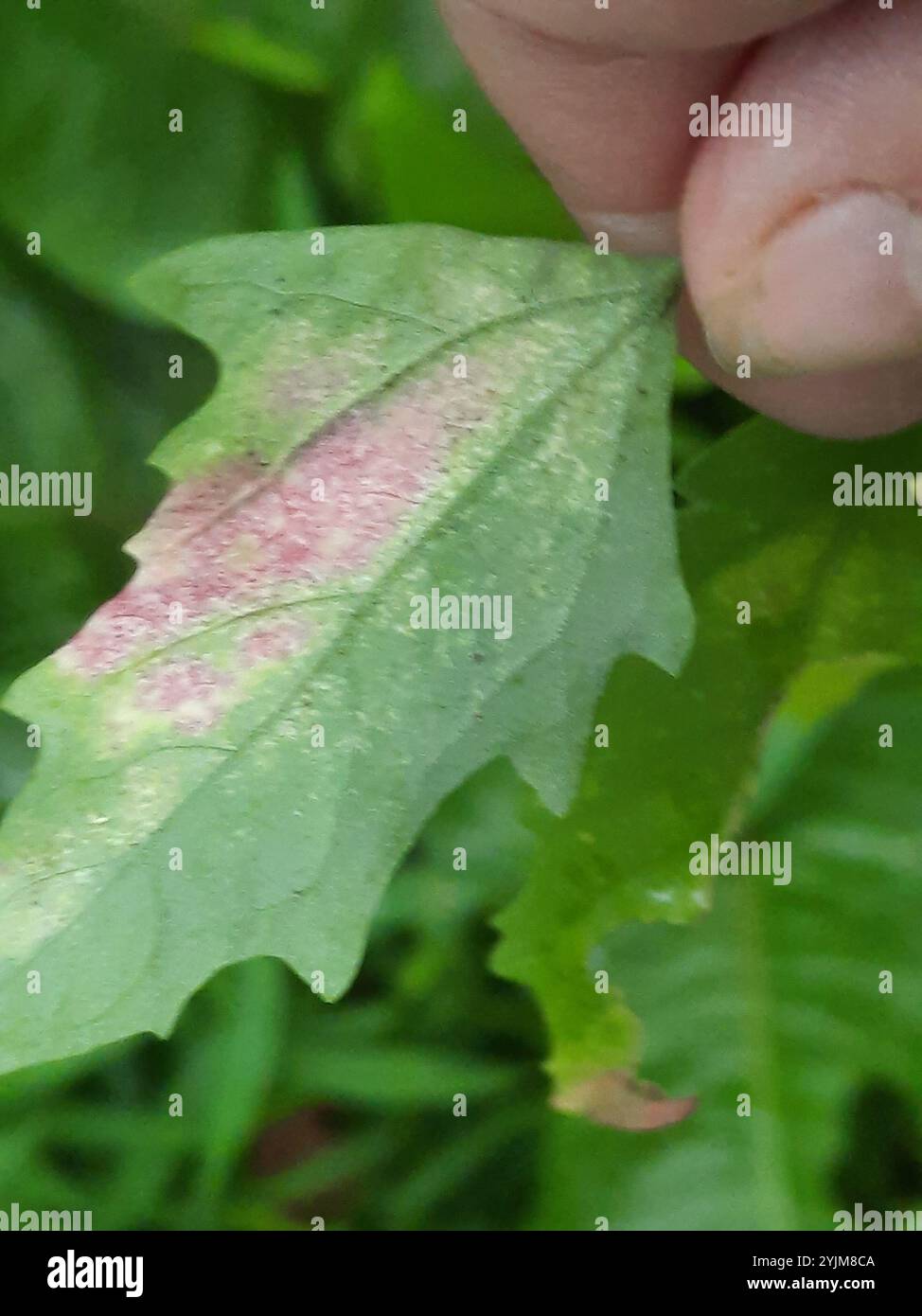 Gall and Rust Mites (Eriophyidae Stock Photo - Alamy