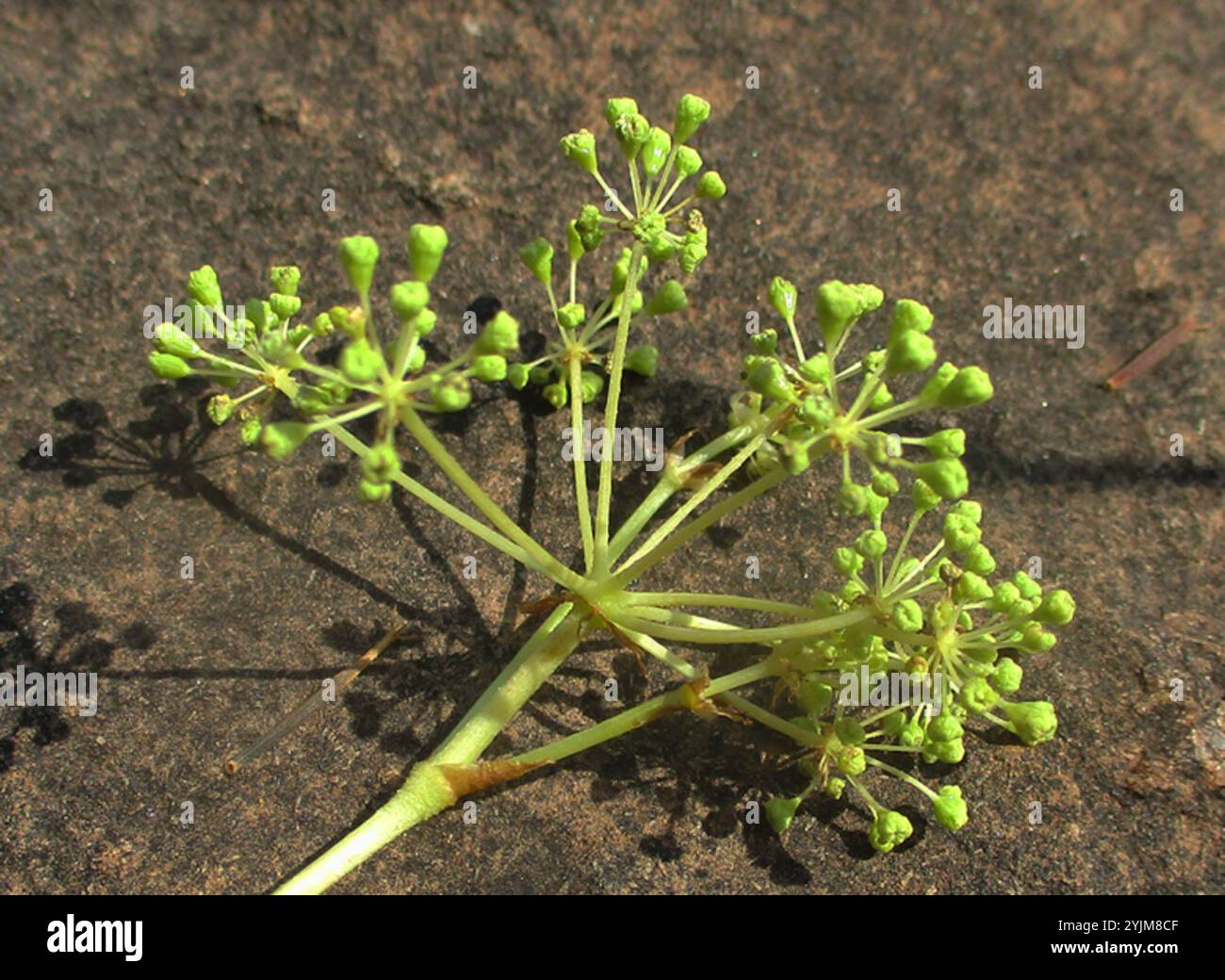 Carrot Tree (Steganotaenia araliacea Stock Photo - Alamy