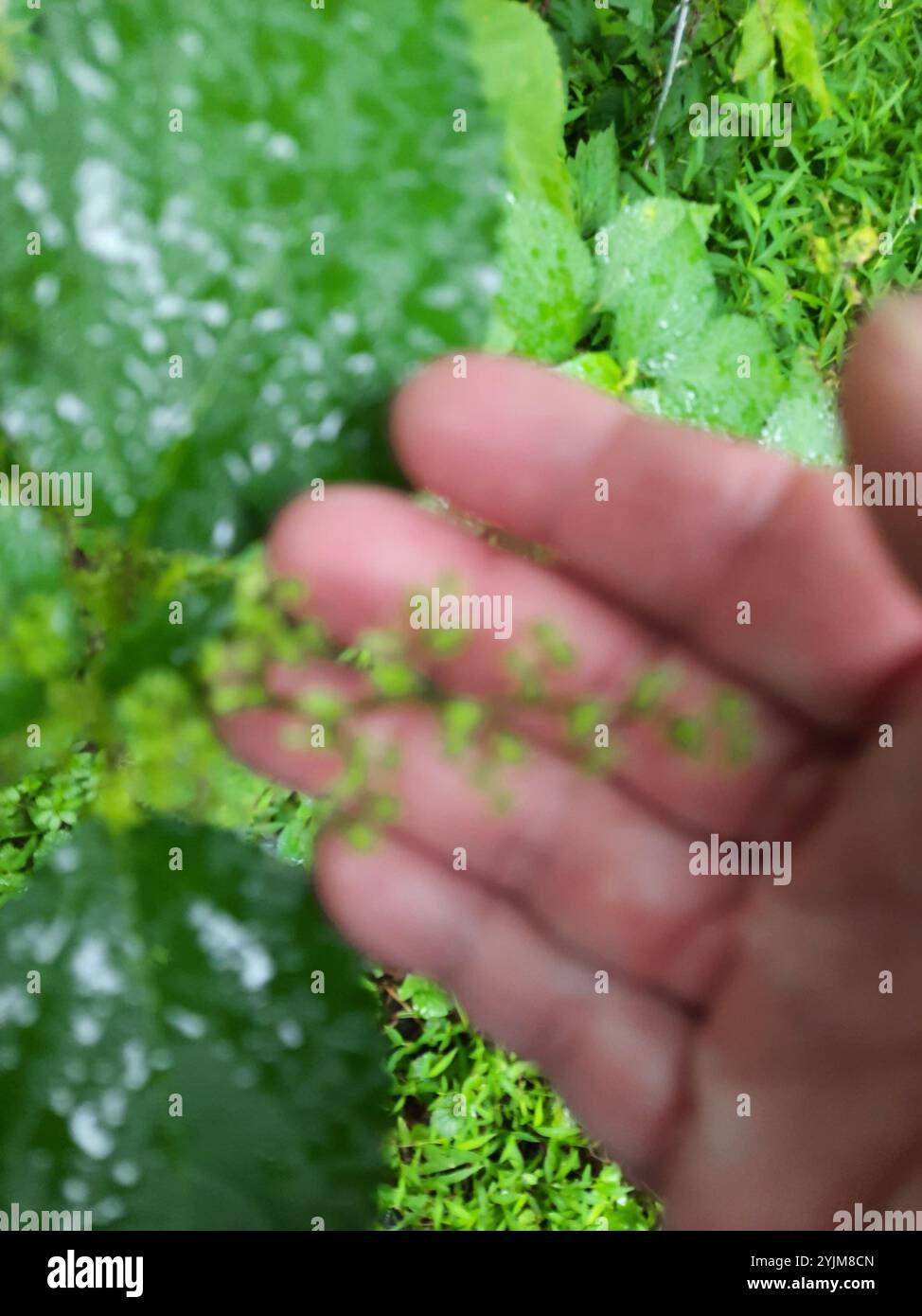 wood nettle (Laportea canadensis Stock Photo - Alamy