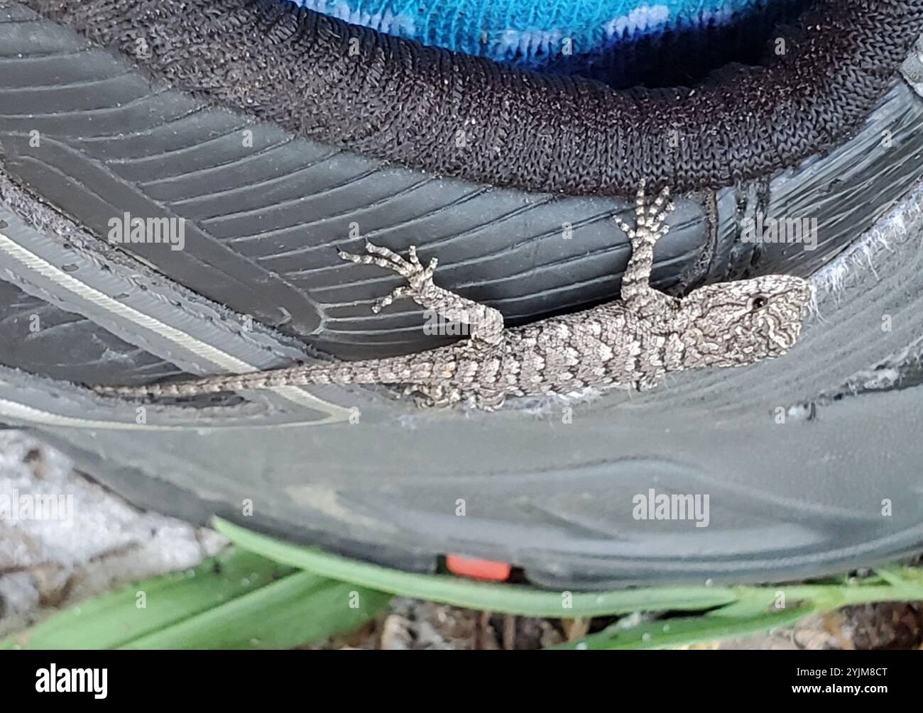 Eastern Fence Lizard (Sceloporus undulatus Stock Photo - Alamy