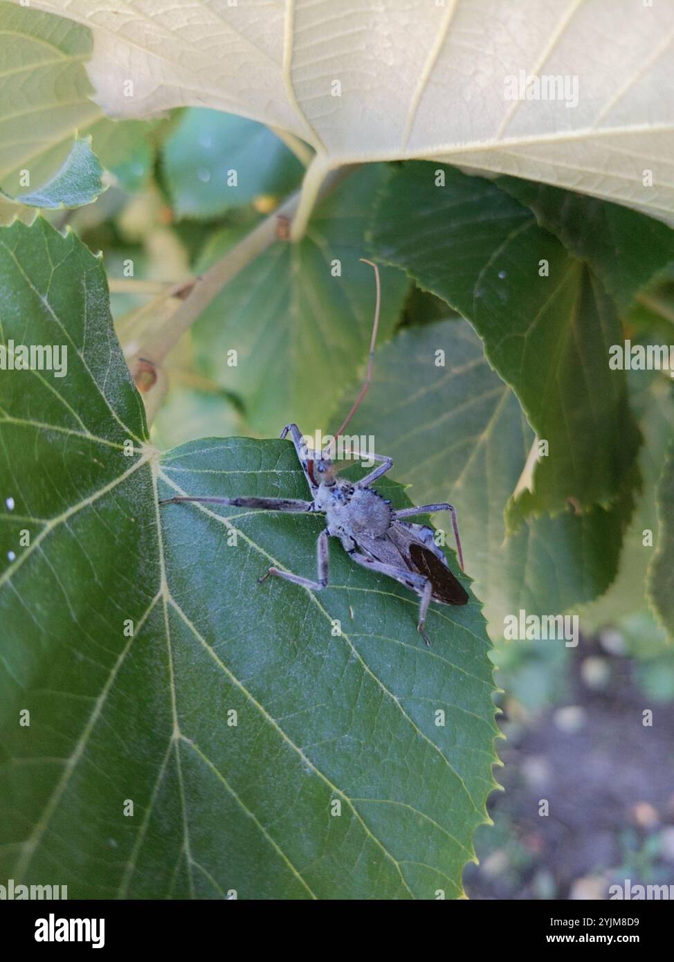 North American Wheel Bug (Arilus cristatus Stock Photo - Alamy