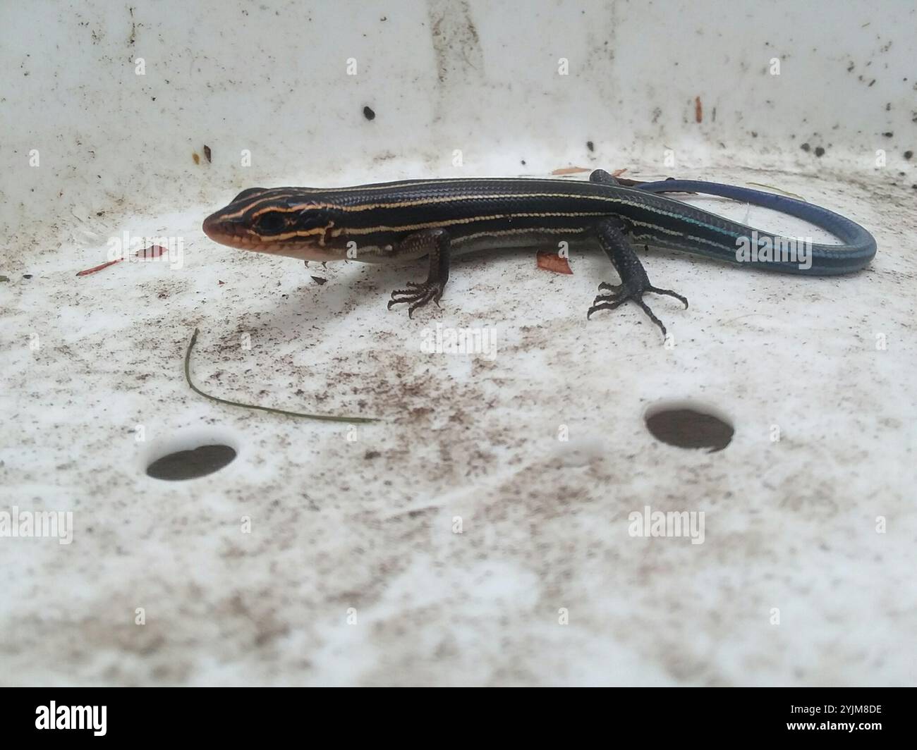 Toothy Skinks (Plestiodon Stock Photo - Alamy