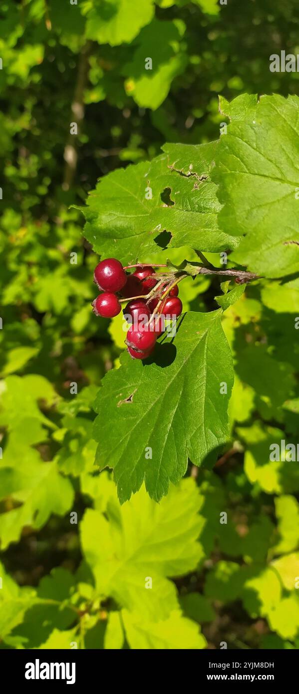 Red Hawthorn (Crataegus sanguinea Stock Photo - Alamy