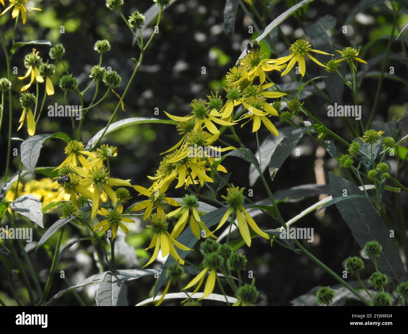 Wingstem (Verbesina alternifolia Stock Photo - Alamy