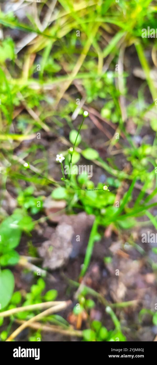 slender-stemmed androsace (Androsace filiformis Stock Photo - Alamy