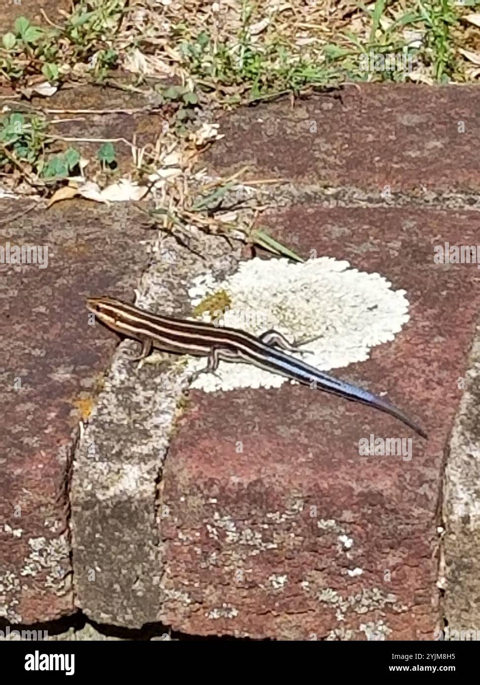 Common Five-lined Skink (Plestiodon fasciatus Stock Photo - Alamy