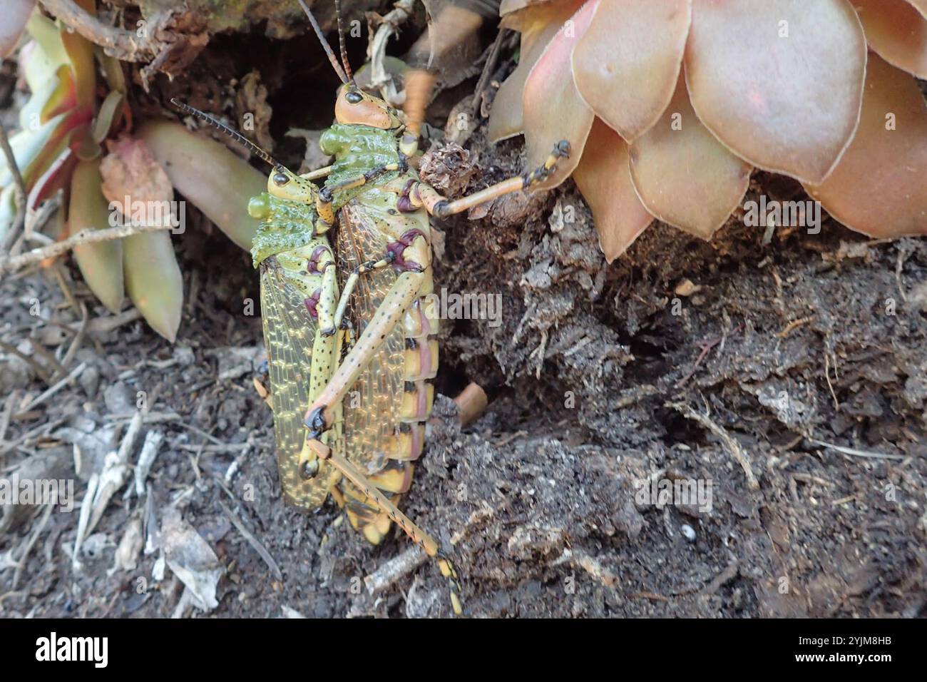 Leprous Milkweed Locust (Phymateus leprosus Stock Photo - Alamy