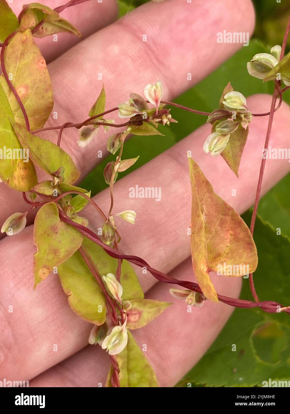 Copse-bindweed (Fallopia dumetorum Stock Photo - Alamy