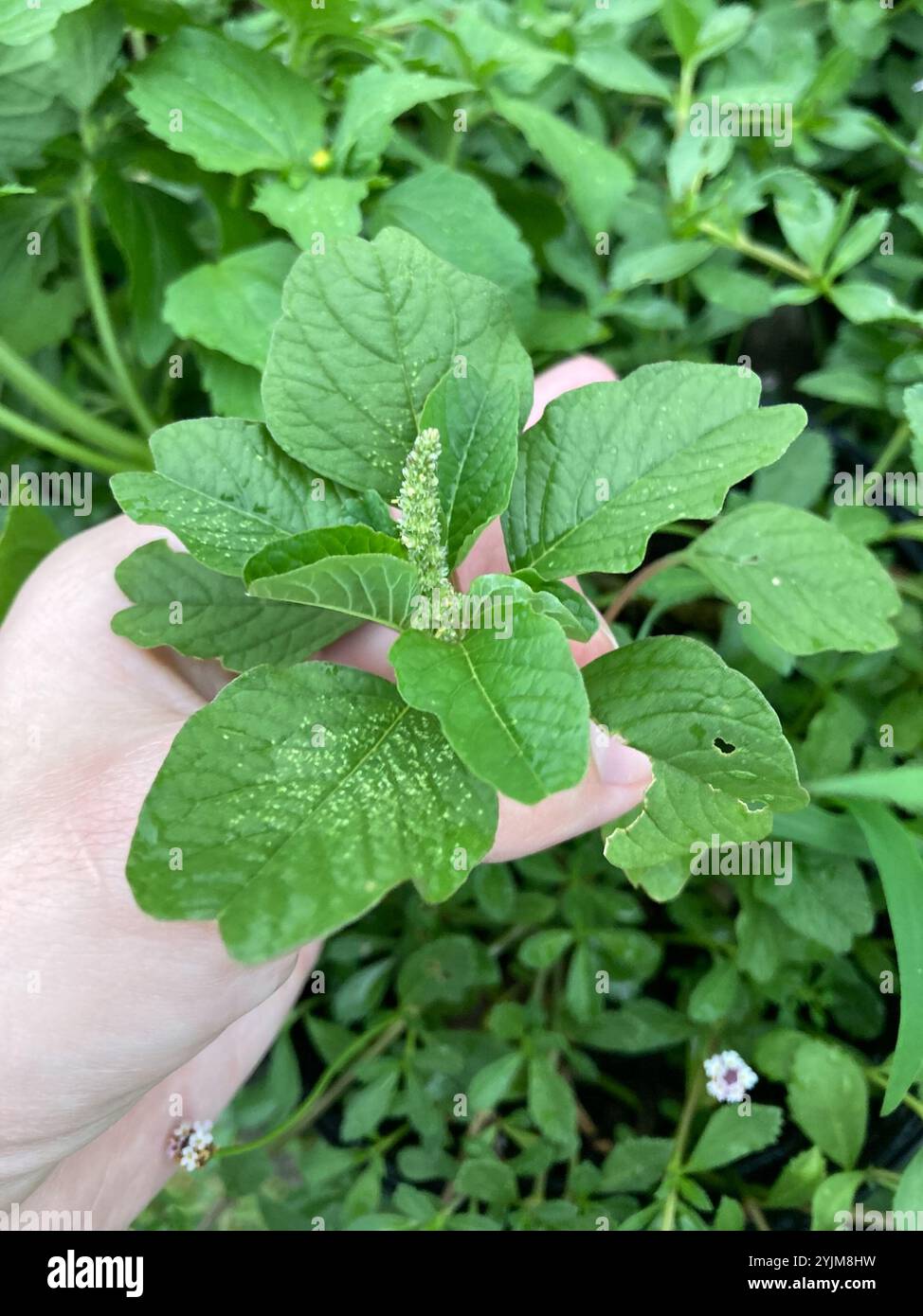 Livid Amaranth (Amaranthus blitum emarginatus Stock Photo - Alamy