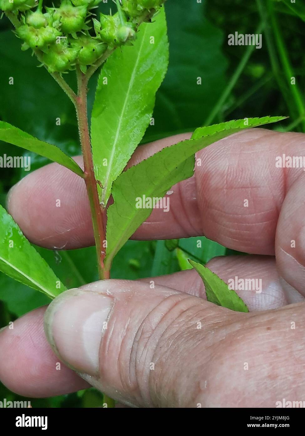 Penthorum hi-res stock photography and images - Alamy