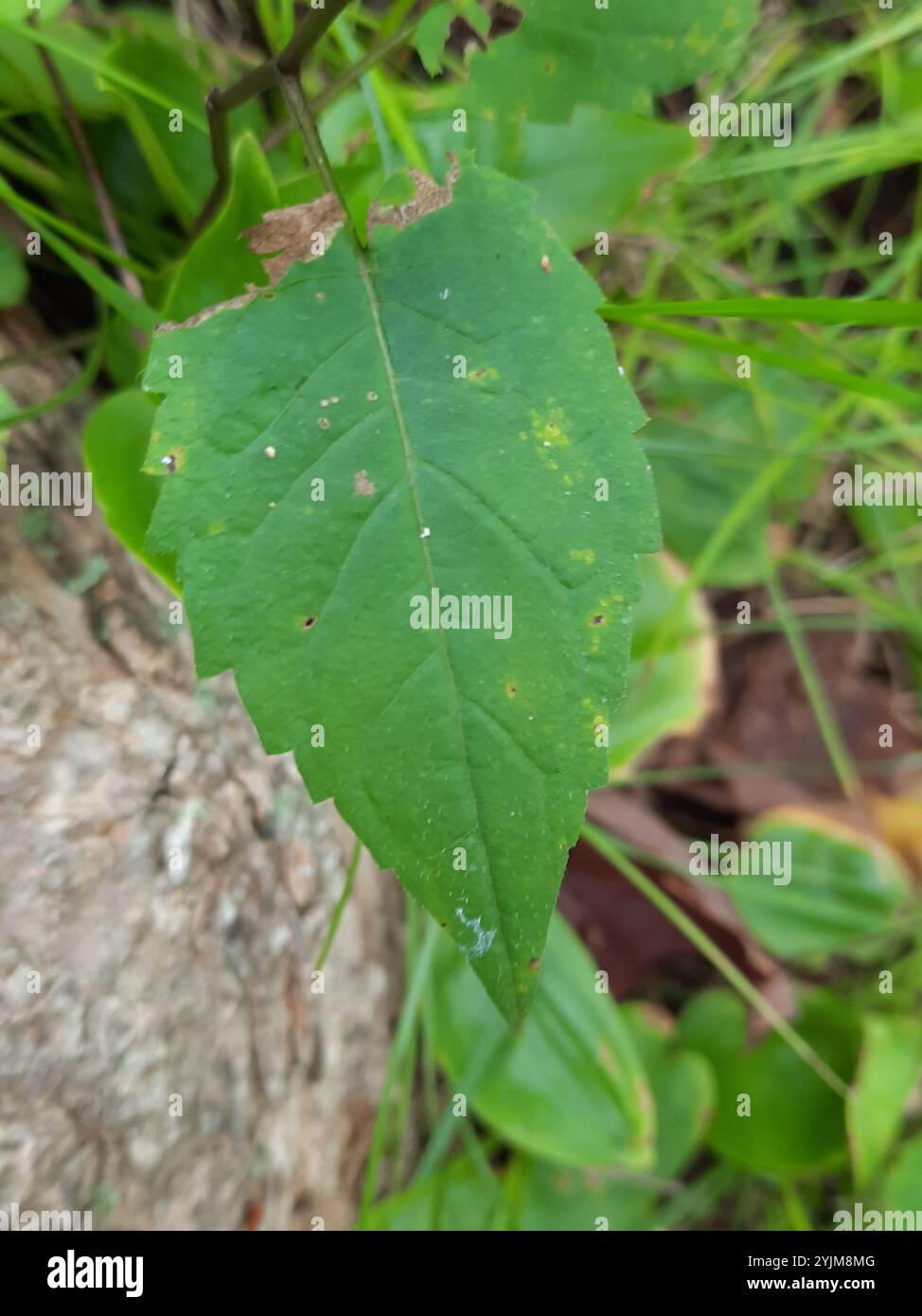 wood asters (Eurybia Stock Photo - Alamy
