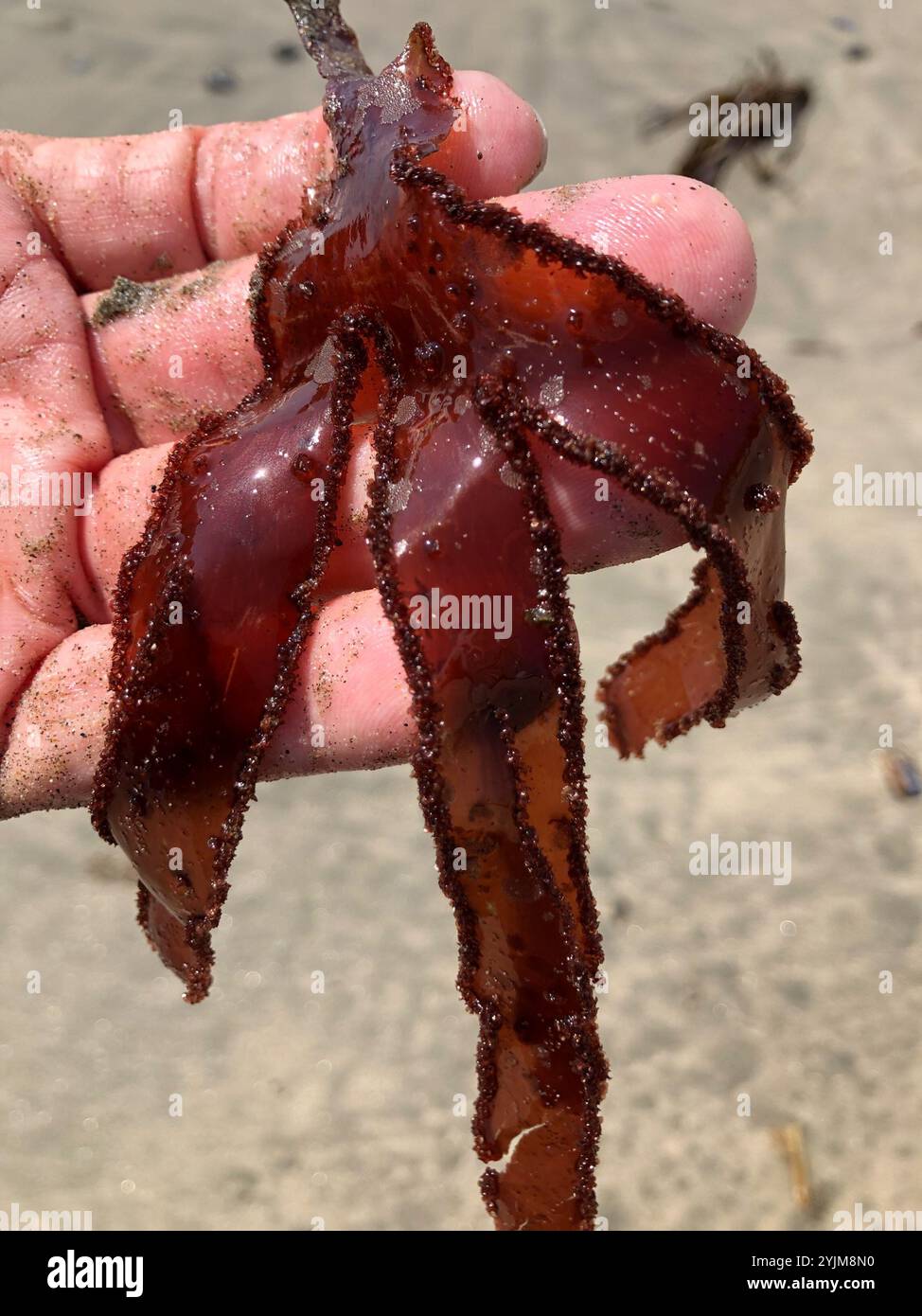 Grape Tongue (Cryptopleura ruprechtiana Stock Photo - Alamy