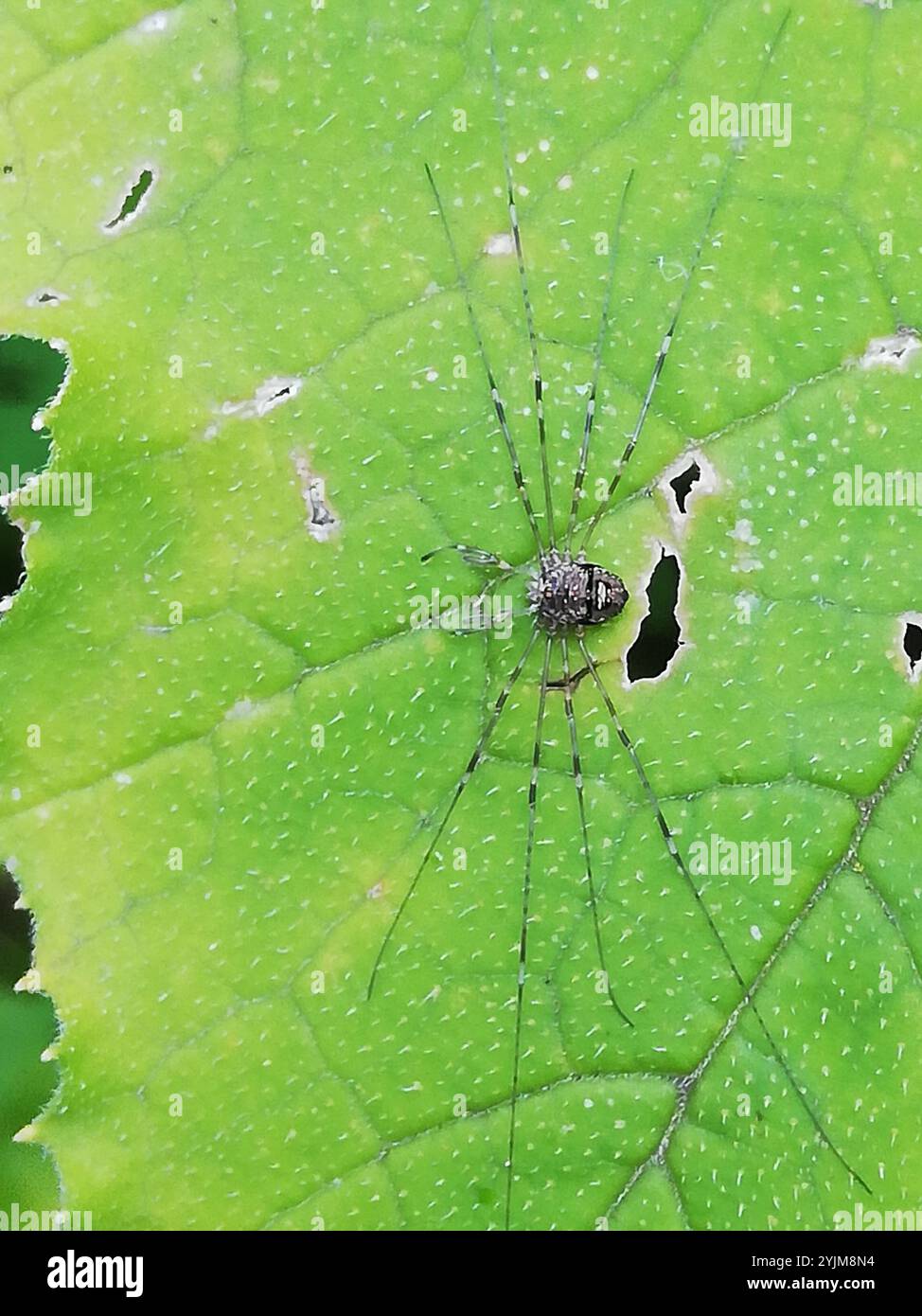 Dicranopalpus ramosus hi-res stock photography and images - Alamy