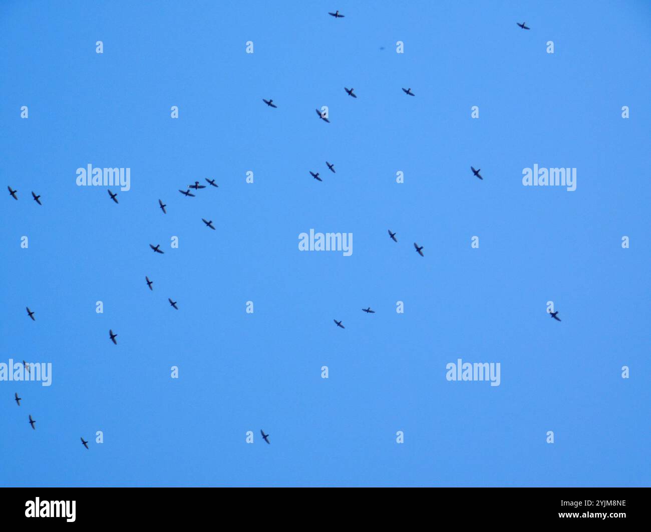 Great Dusky Swift (Cypseloides senex Stock Photo - Alamy