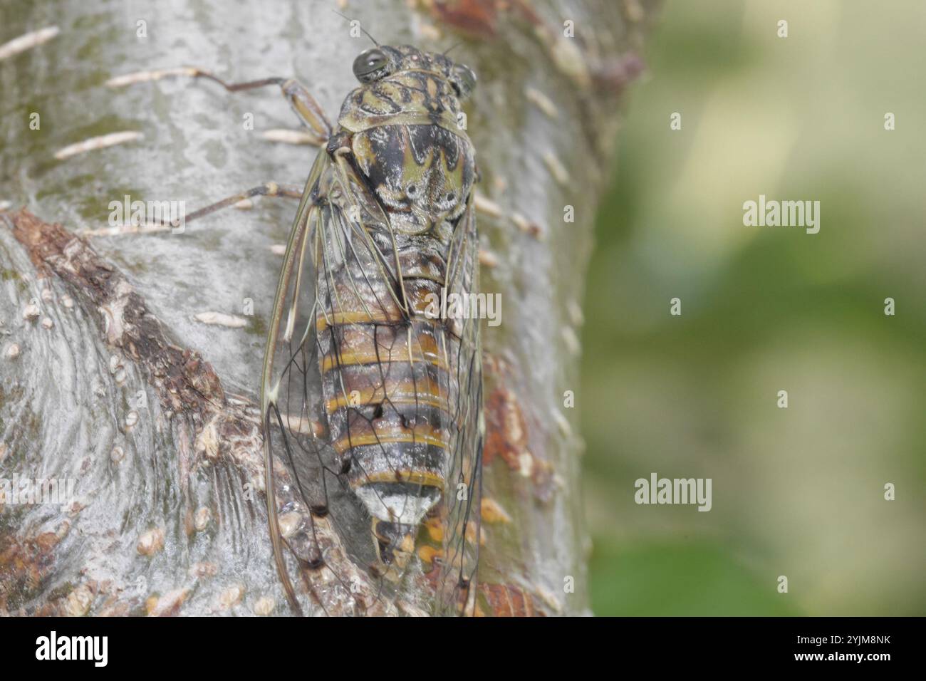 Ash Cicada (Cicada orni Stock Photo - Alamy