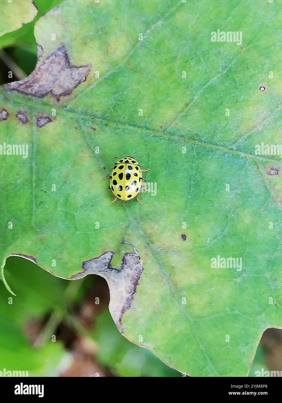 22-spot Ladybird (Psyllobora vigintiduopunctata Stock Photo - Alamy