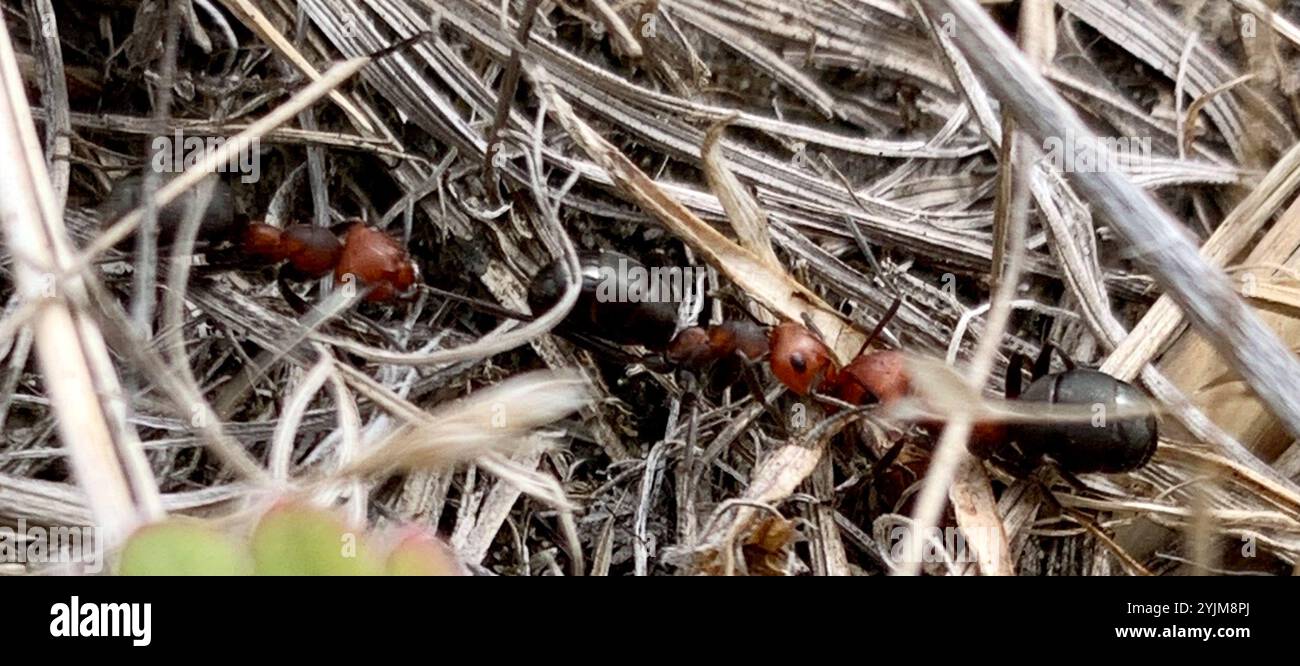 Western Thatching Ant (Formica obscuripes Stock Photo - Alamy