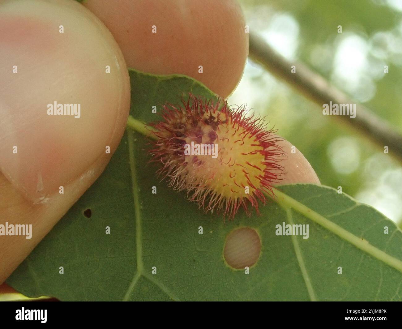 Hedgehog Gall Wasp (Acraspis erinacei Stock Photo - Alamy