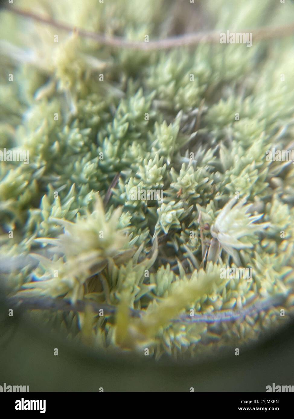 Pincushion Moss (Leucobryum glaucum Stock Photo - Alamy