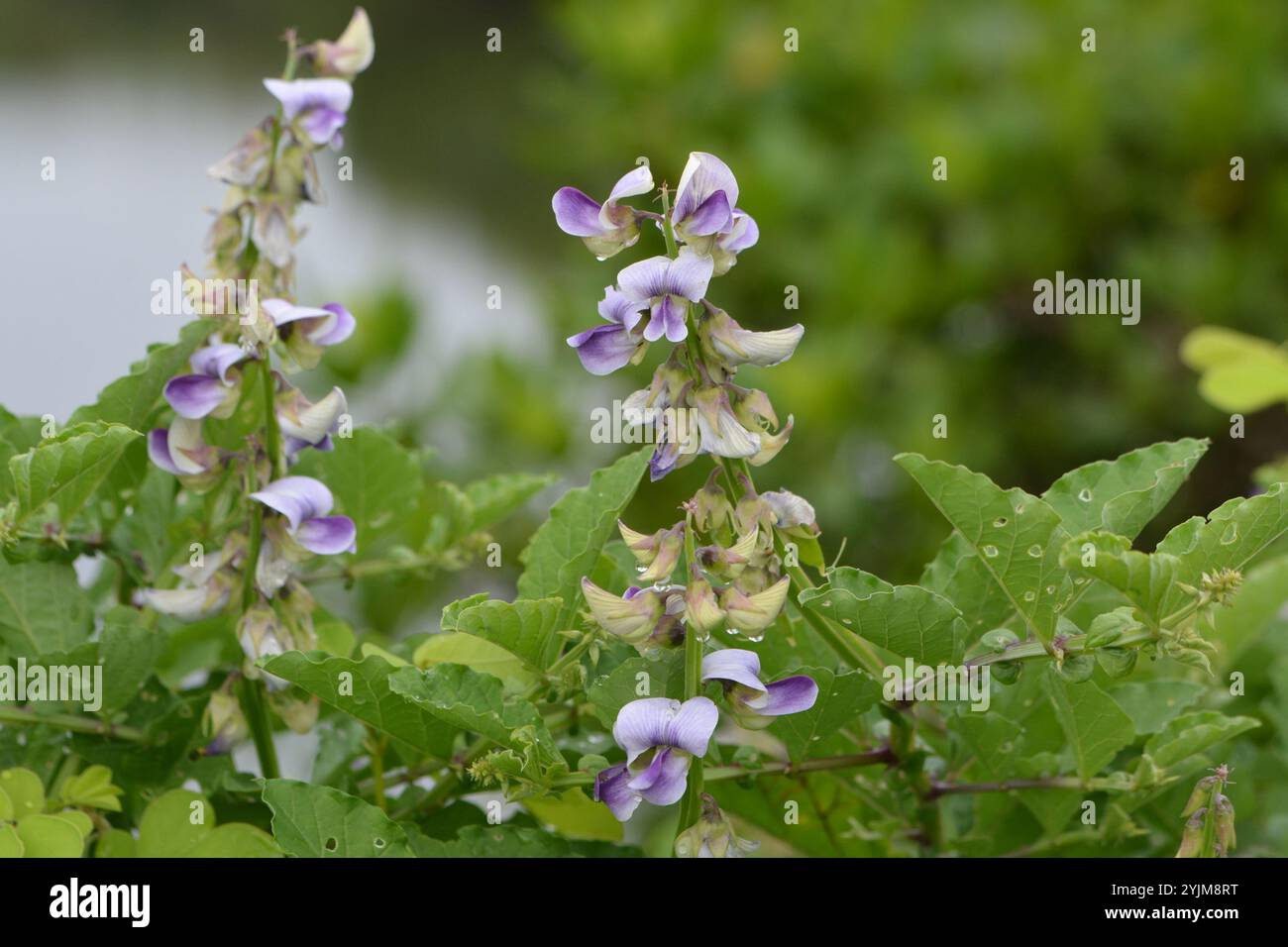Blue Rattlepod (Crotalaria verrucosa Stock Photo - Alamy