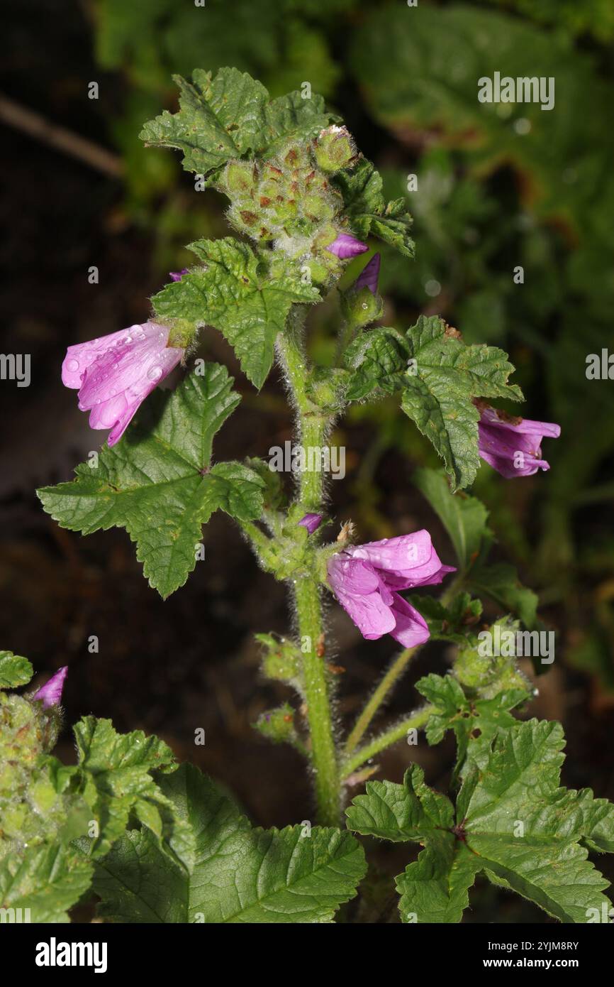 Common Mallow (Malva sylvestris Stock Photo - Alamy