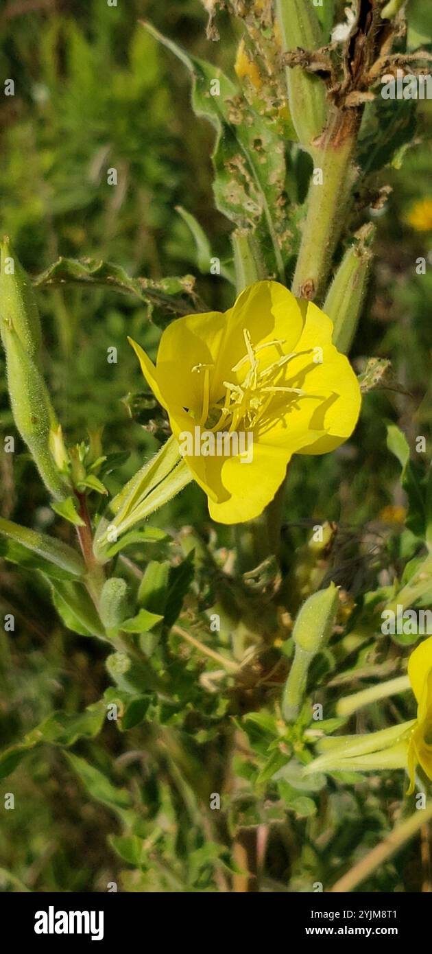 common evening-primrose (Oenothera biennis Stock Photo - Alamy