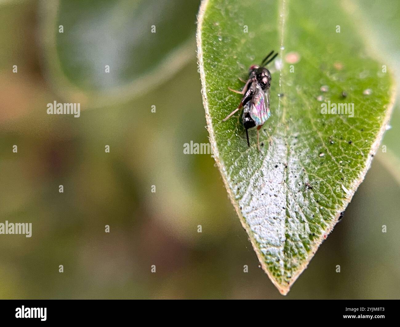 Chalcidoid Wasps (Chalcidoidea Stock Photo - Alamy
