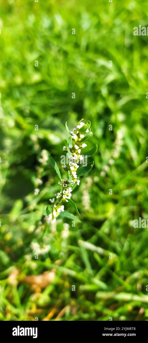 Oval Leaf Knotweed (Polygonum arenastrum Stock Photo - Alamy