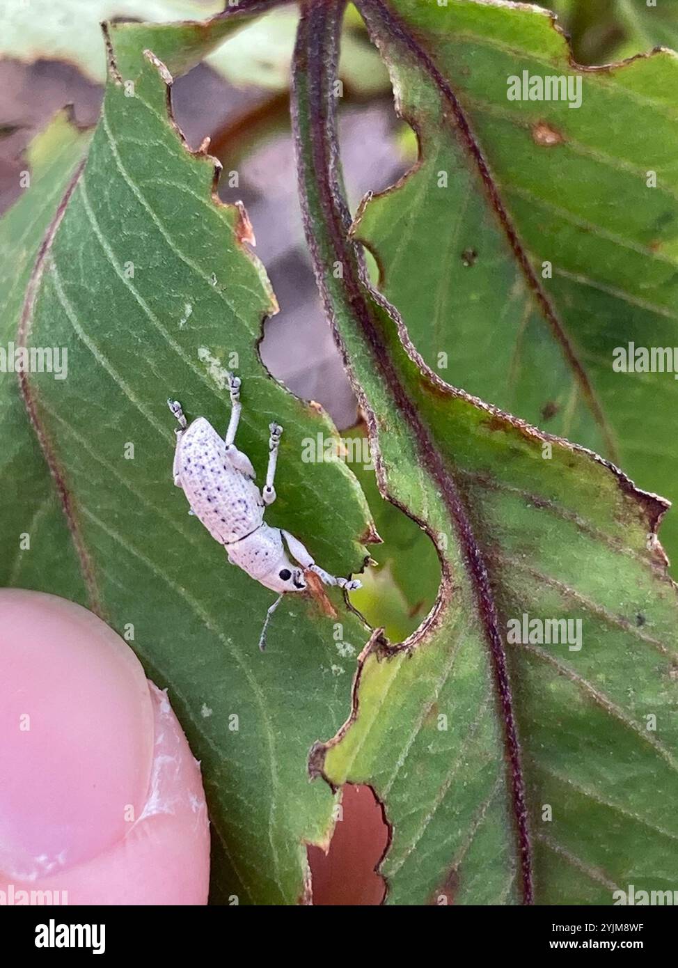 Little Leaf Notcher (Artipus floridanus Stock Photo - Alamy
