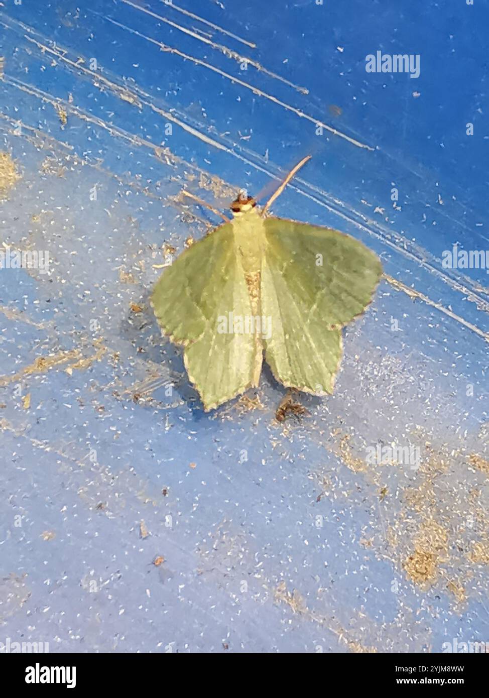 Common Emerald (Hemithea aestivaria Stock Photo - Alamy
